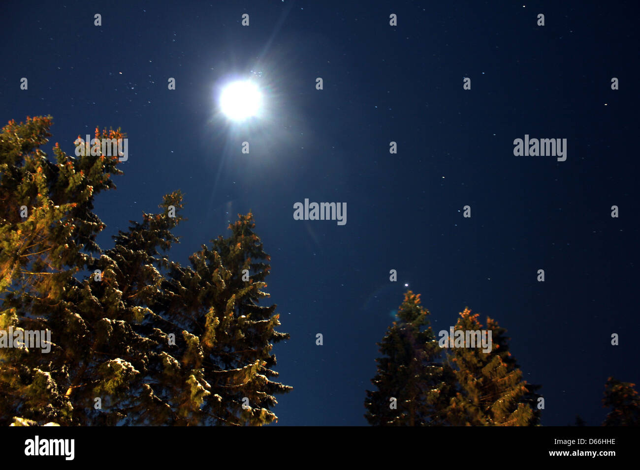snow trees at night Stock Photo - Alamy