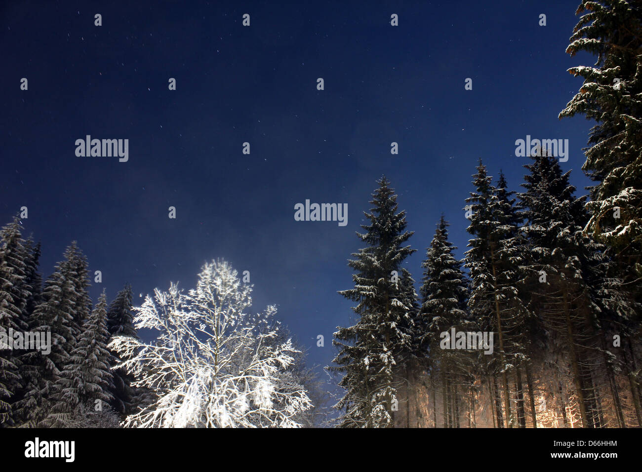 snow trees at night Stock Photo - Alamy