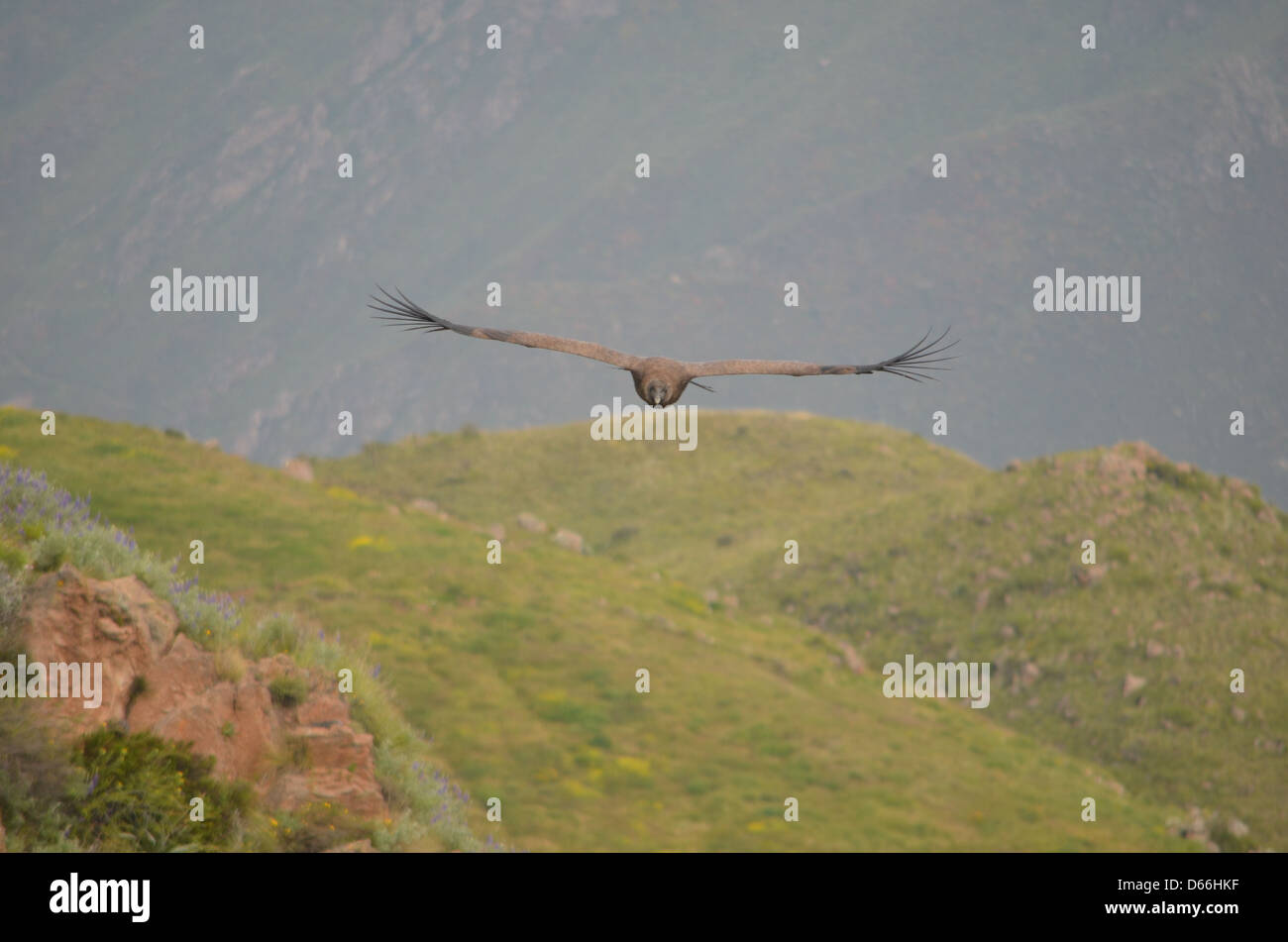 A Juvenile Andean Condor flies above the Colca Canyon, Arequipa, Peru ...