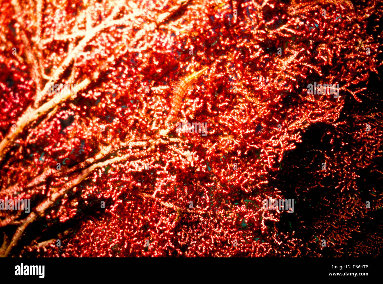 Gorgonian Sea Fan with Long nose hawk fish,Cirrhitichthys falco,Sipadan ...
