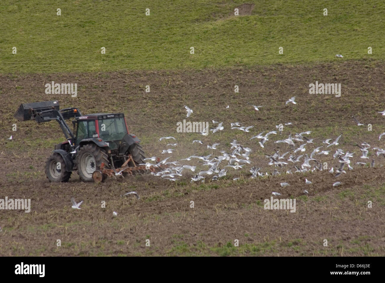 A flock of gulls following a tractor as it ploughs a field Stock Photo ...