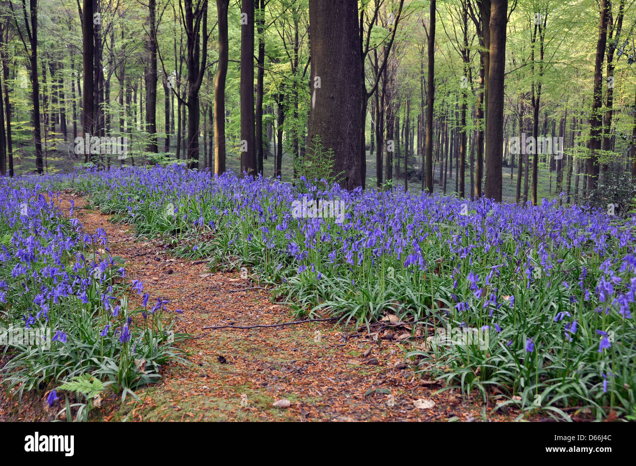 Bluebells path in spring in the forest Stock Photo - Alamy