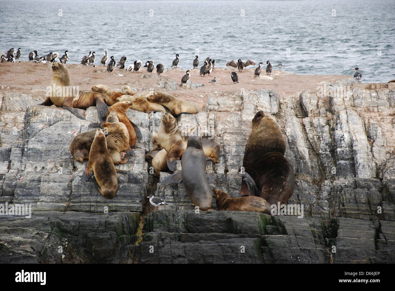 Beagle channel seals hi-res stock photography and images - Alamy
