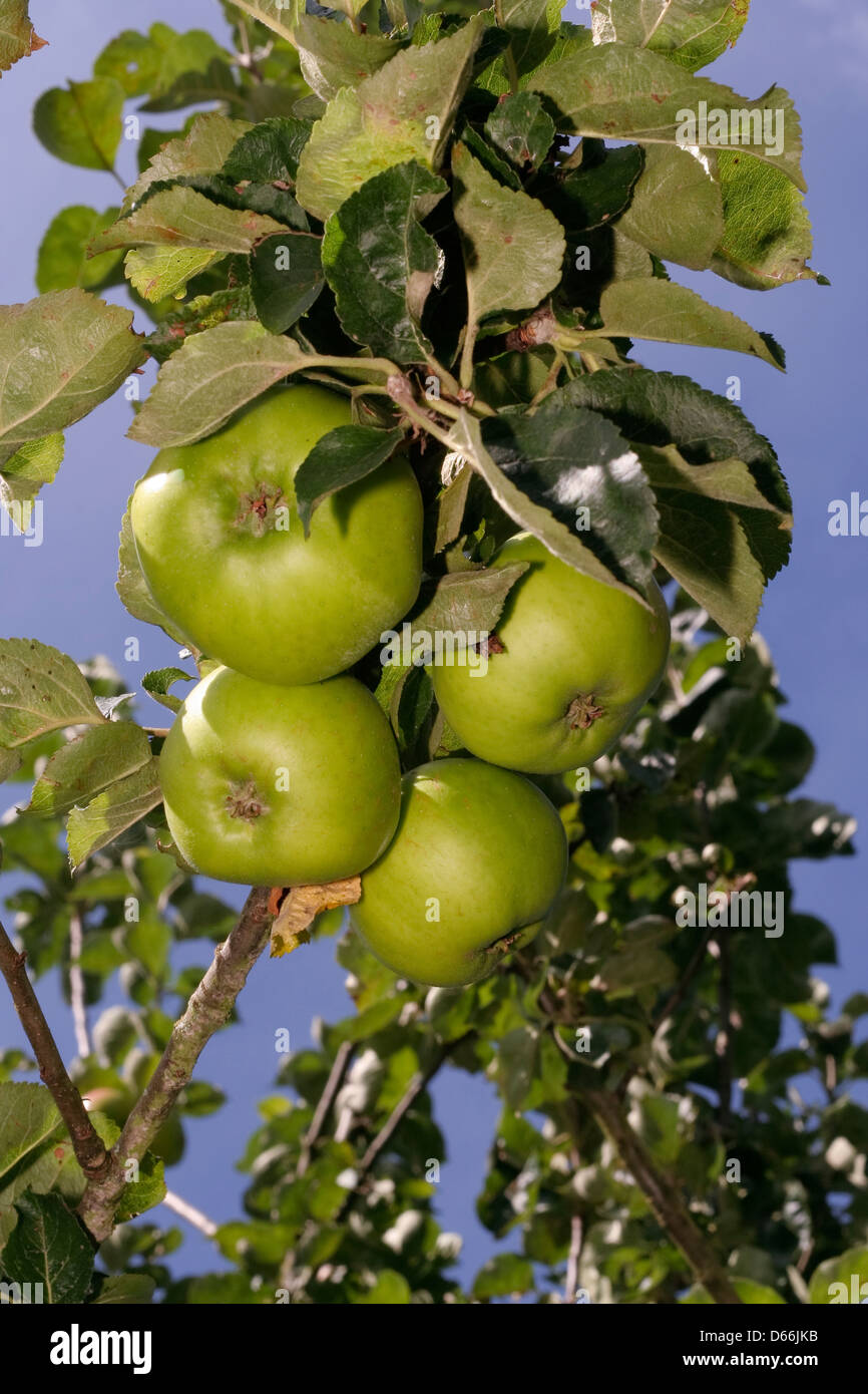 Ripe green apples growing on tree Stock Photo - Alamy