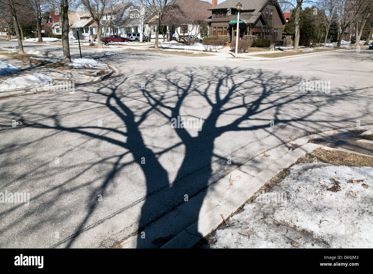 The shadow of a tree fills a street with a beautiful design Stock Photo ...