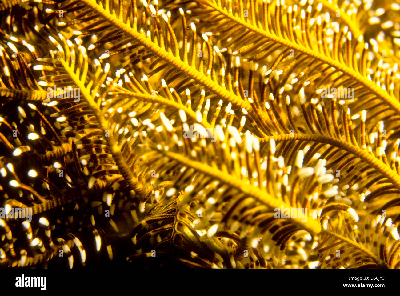 Feathery arms of Crinoids or Comanthus bennetti,Feather Stars,Sipadan ...
