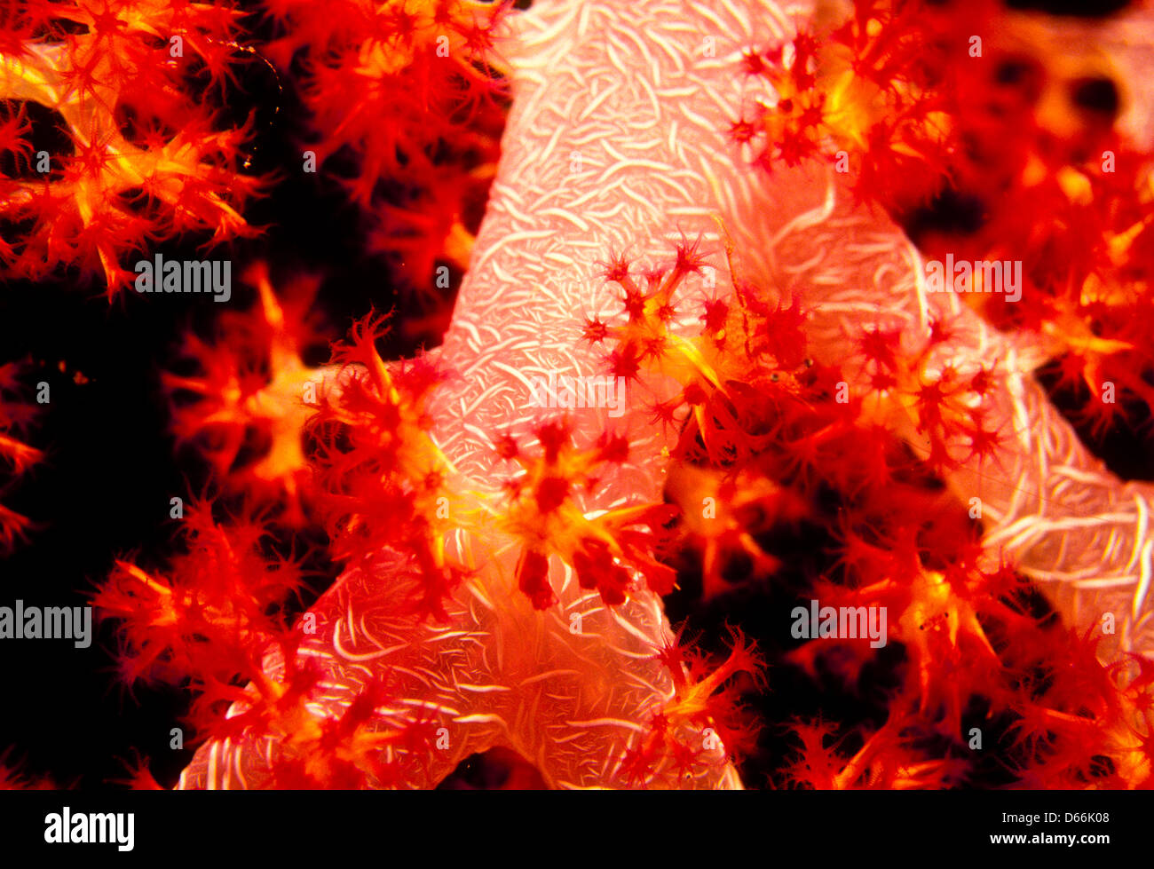 Red Soft Tree Coral,Dendronephthya hemprichSipadan Nov 1990 Underwater ...