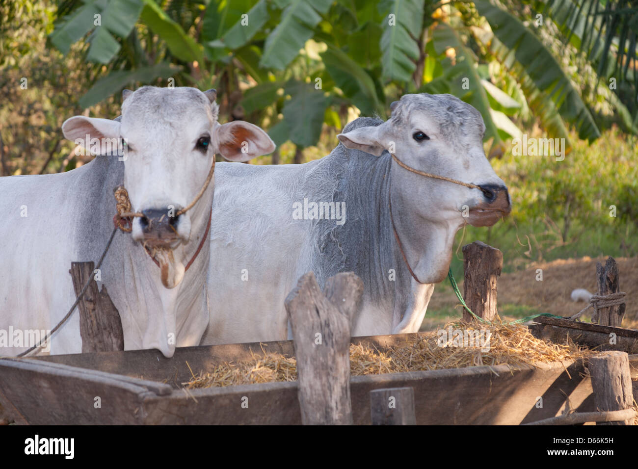 Food for ruminants hi-res stock photography and images - Alamy