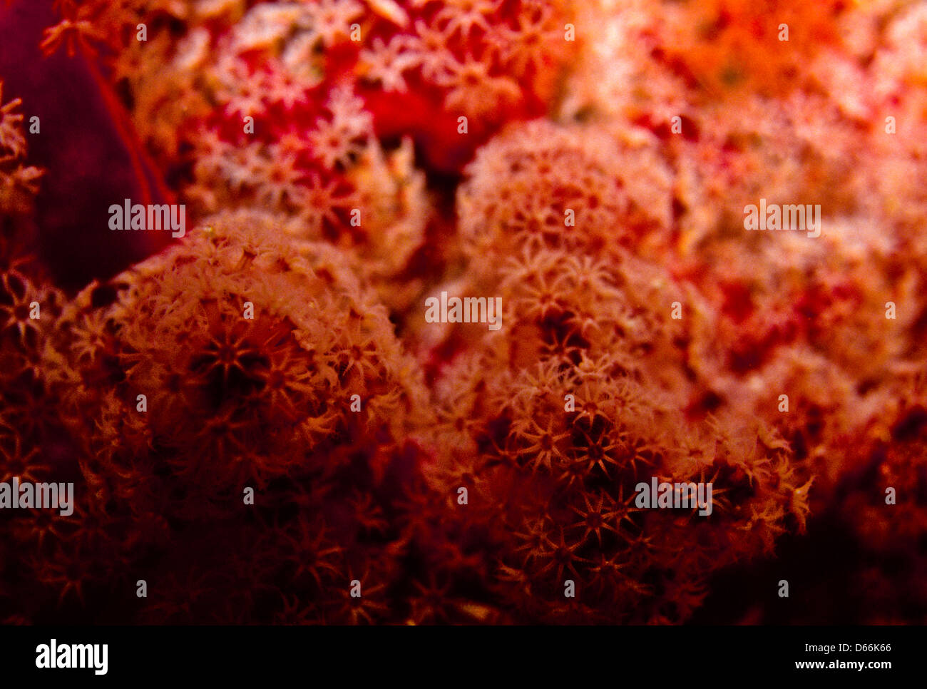 Tree Like Corals High Resolution Stock Photography and Images - Alamy