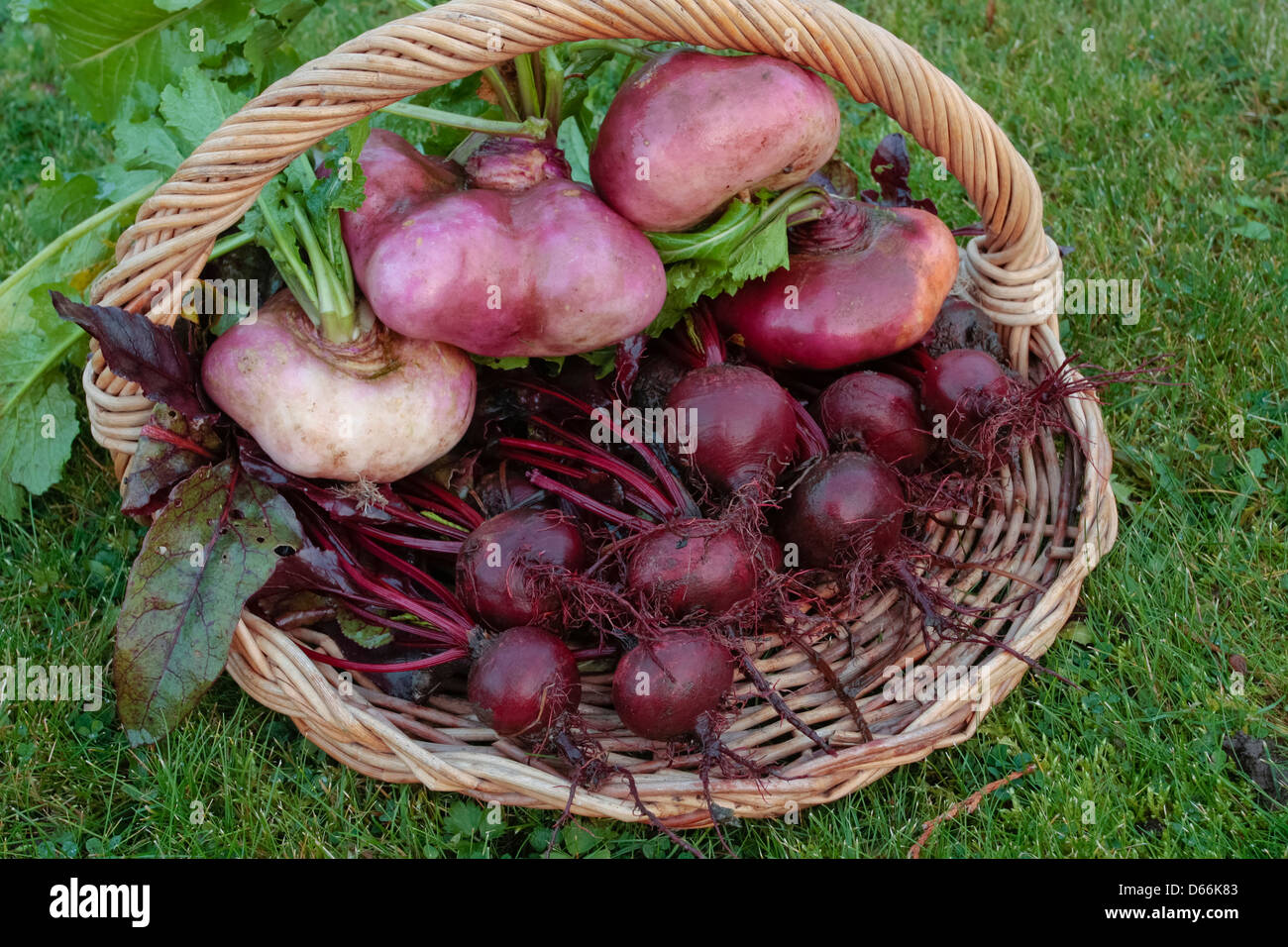 Freshly picked beetroot vegetables Stock Photo - Alamy