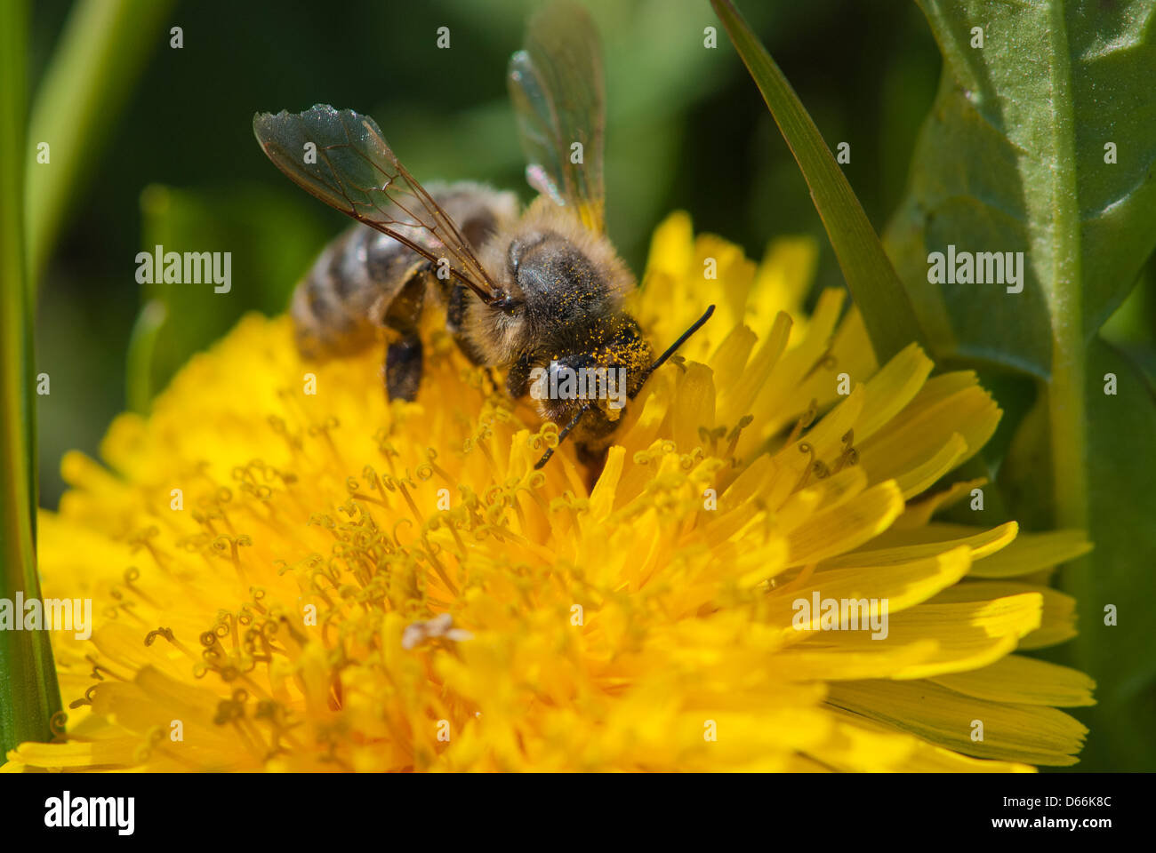 Bee pollinating yellow flower Stock Photo - Alamy