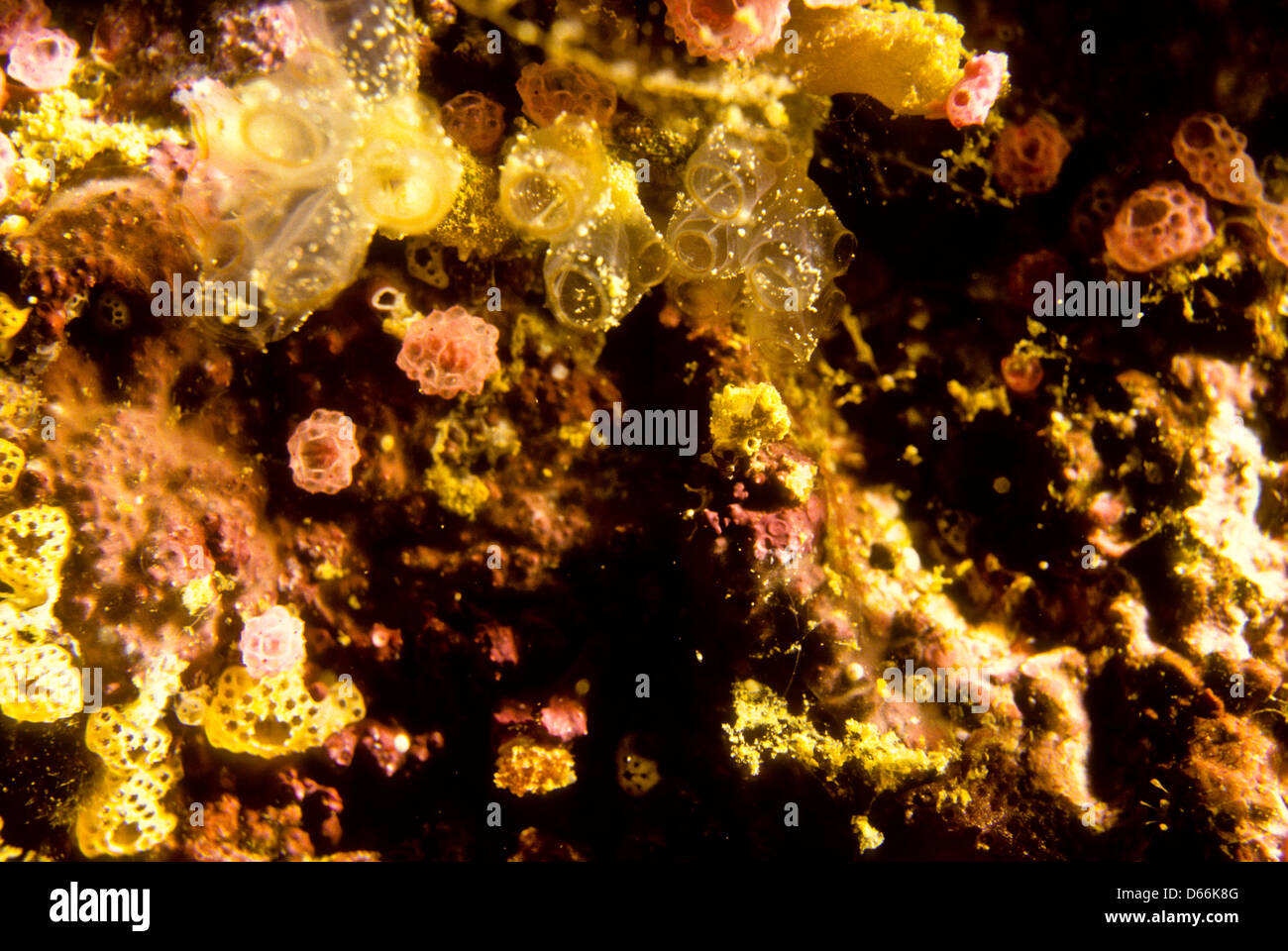 Siphon Sponge,Siphonochalina siphonella,Sipadan Nov 1990 Underwater ...