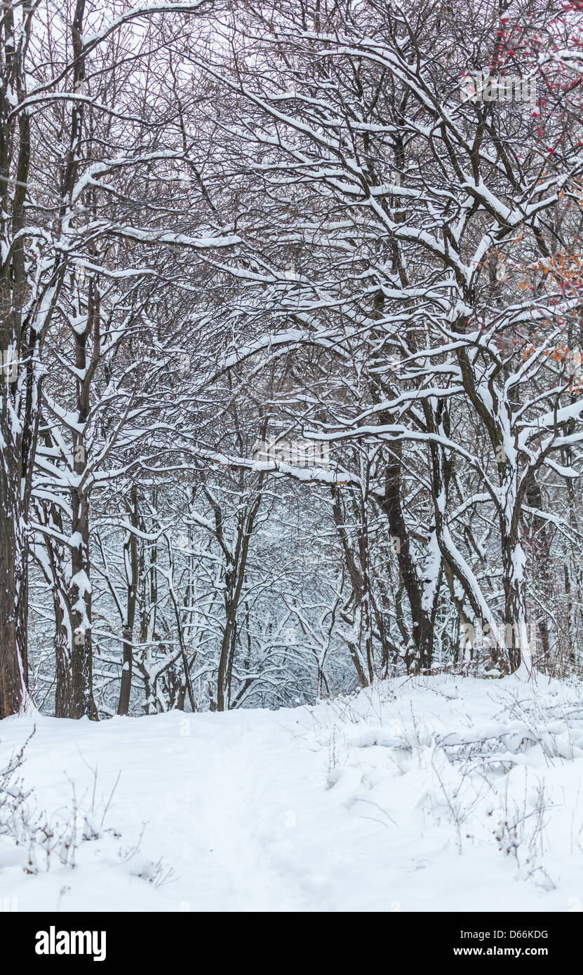 Frozen winter forest hi-res stock photography and images - Alamy