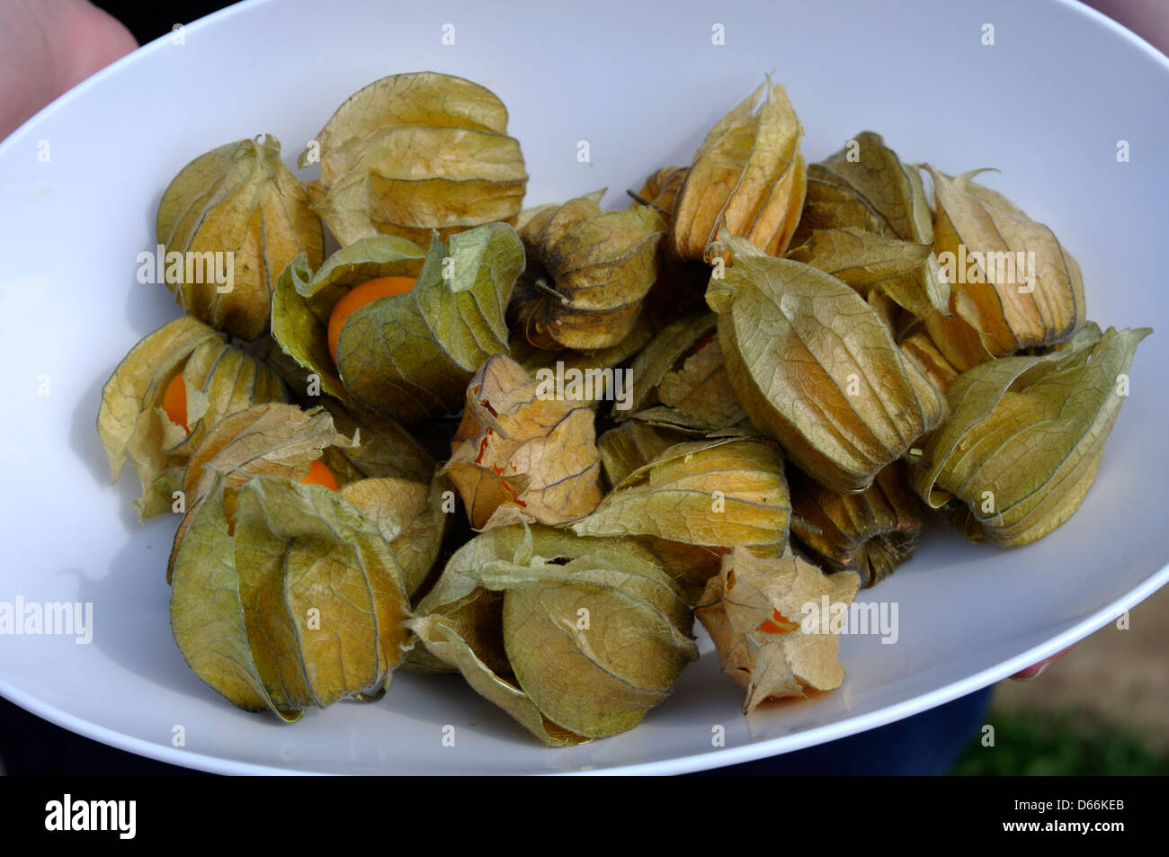 Close-up of Cape Gooseberries (Physalis peruviana) in dish Stock Photo ...
