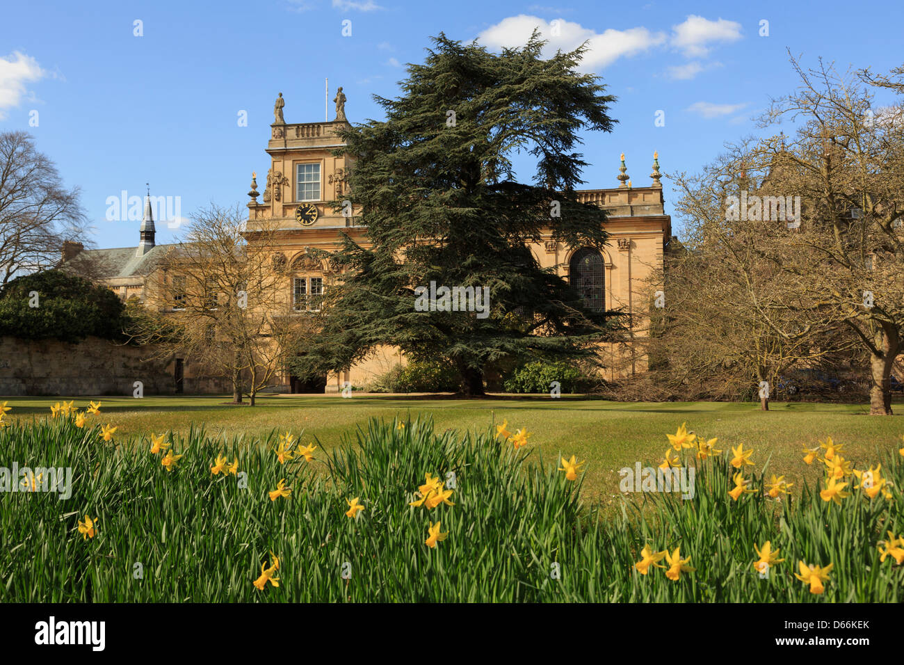 Daffodils in Trinity College front quadrangle garden with Cedar tree ...