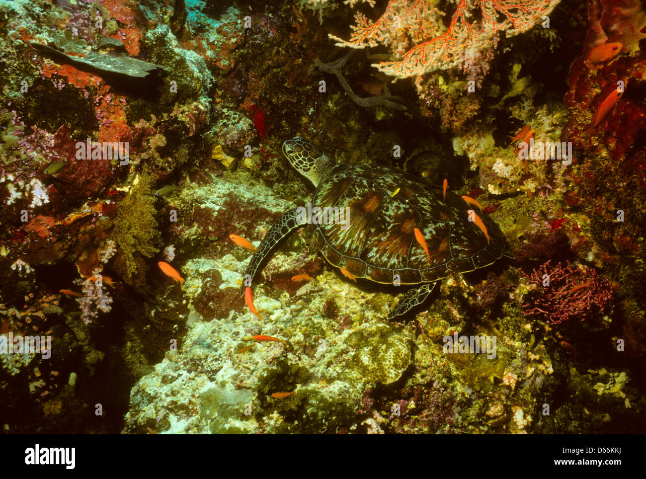 Hawksbill Turtle resting on a ledge,Sipadan Nov 1990 Underwater Slide ...
