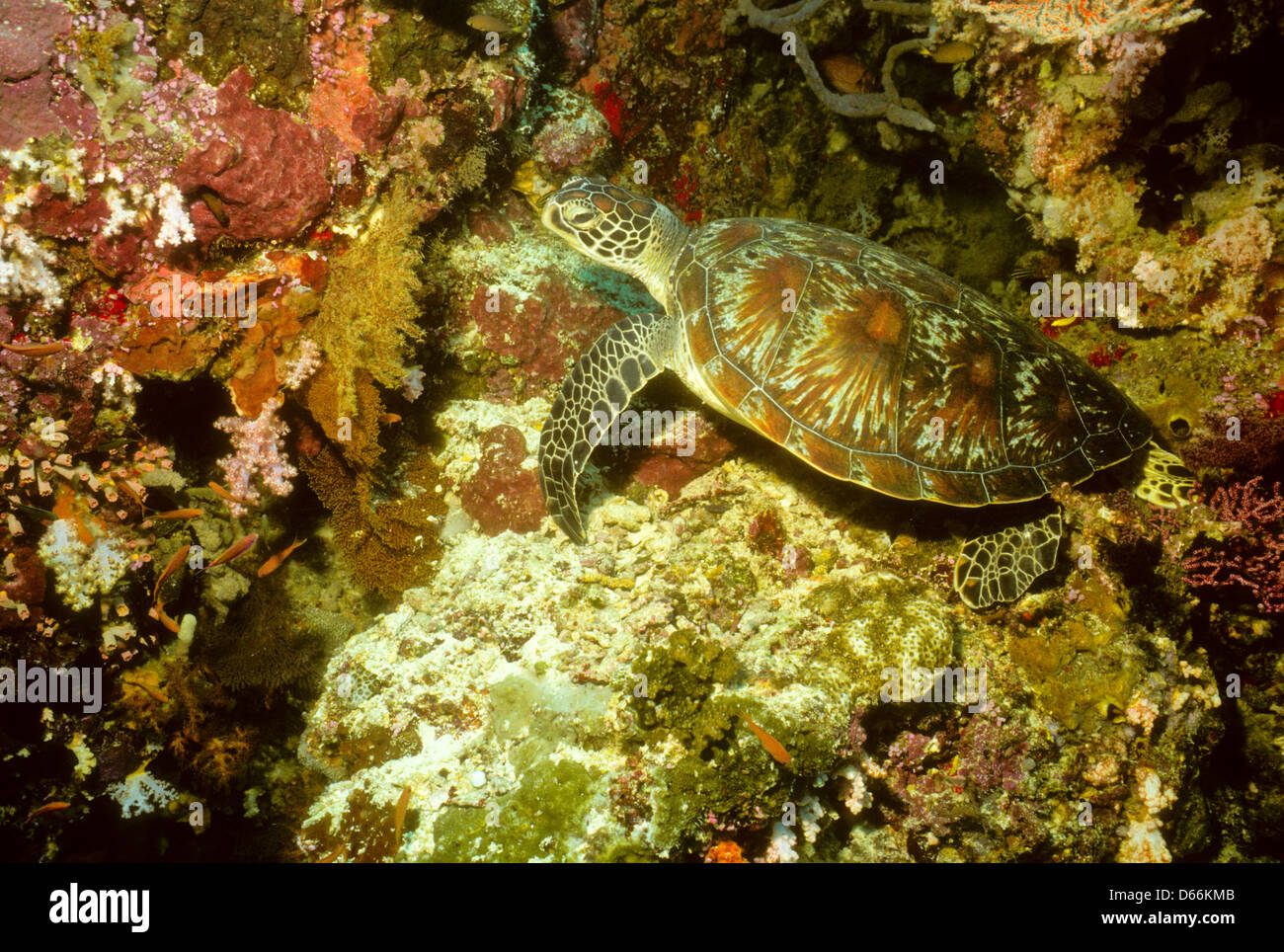 Hawksbill Turtle resting on a ledge,Sipadan Nov 1990 Underwater Slide ...