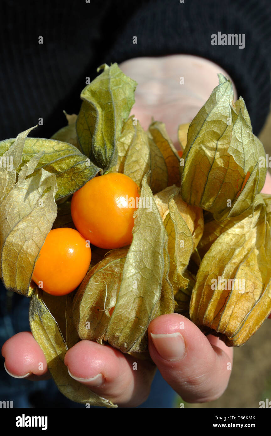 Close-up of Cape Gooseberries (Physalis peruviana) in hand Stock Photo ...
