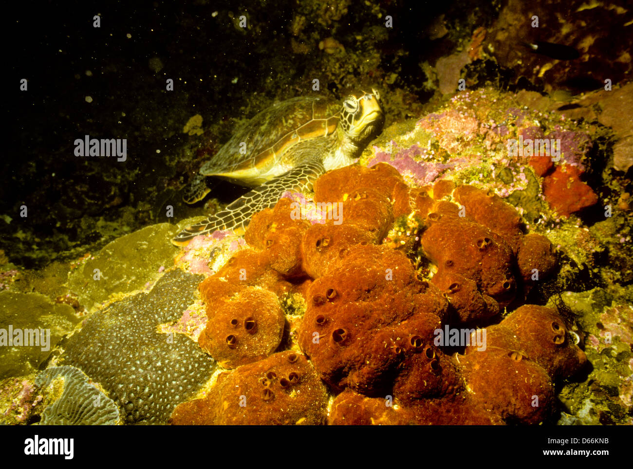 Hawksbill Turtle resting on a ledge,Sipadan Nov 1990 Underwater Slide ...