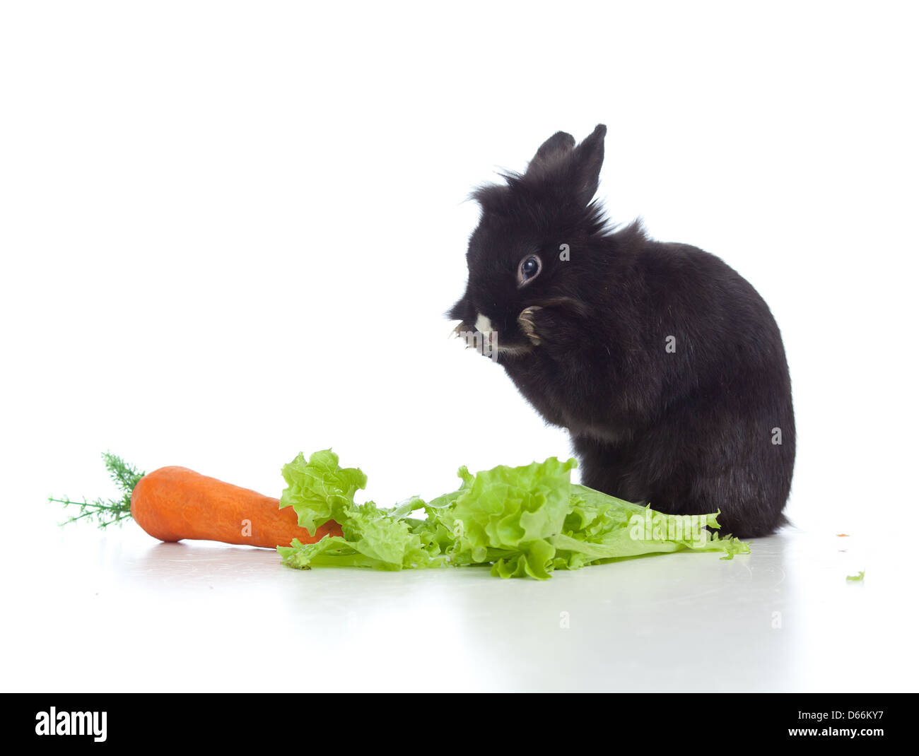 Black rabbit black background hi-res stock photography and images - Alamy