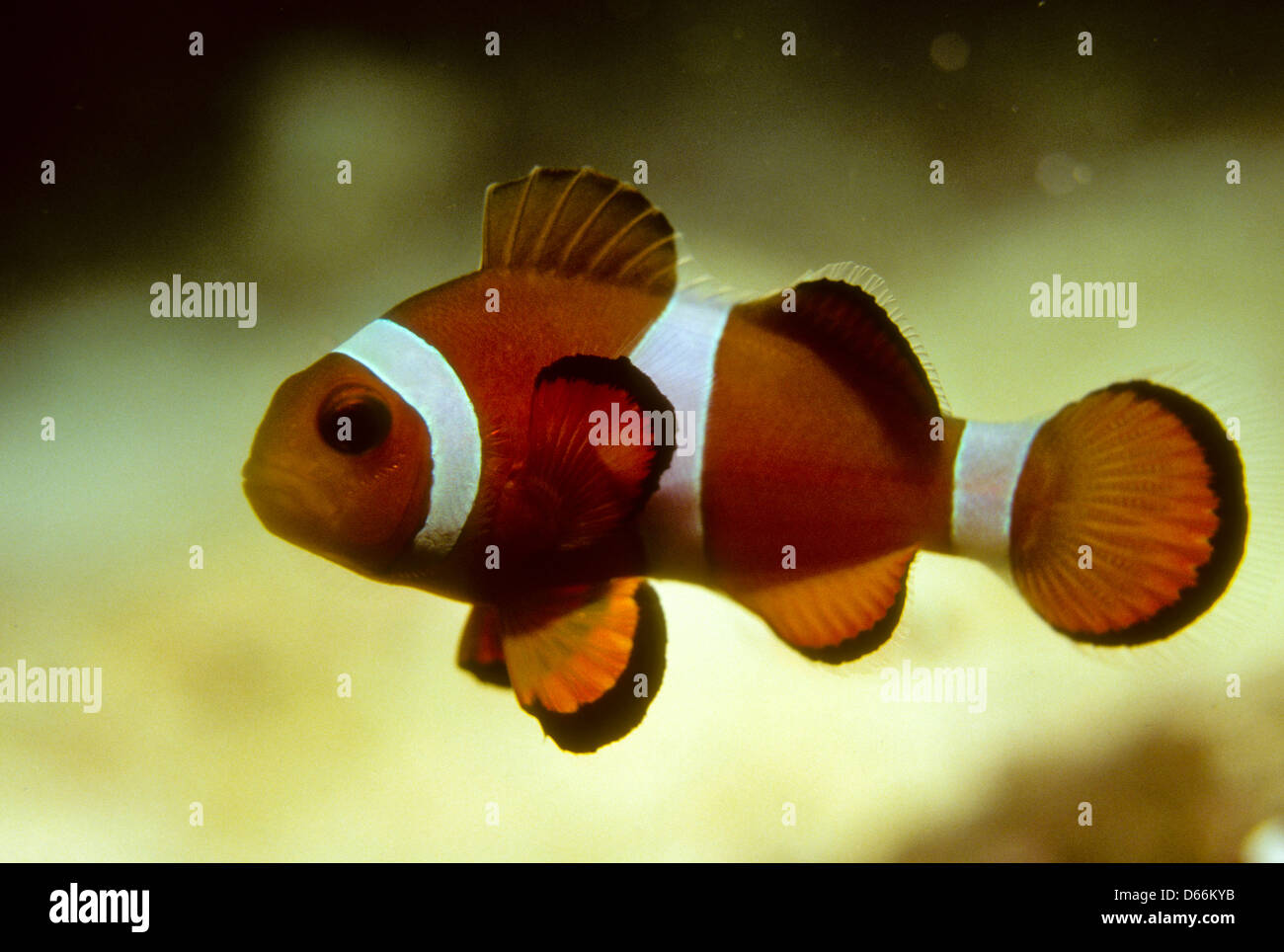 Common Anemonefish,Amphiprion ocellaris,Sipadan May 1992 Underwater ...