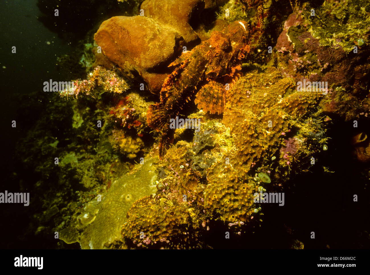 Scorpion Fish,Scorpaena oxycephala,Sipadan May1992 Underwater Slide ...