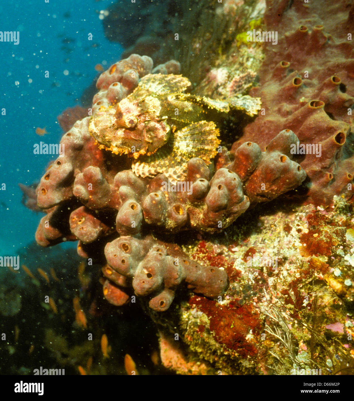 Scorpion Fish,Scorpaena oxycephala,Sipadan May1992 Underwater Slide ...