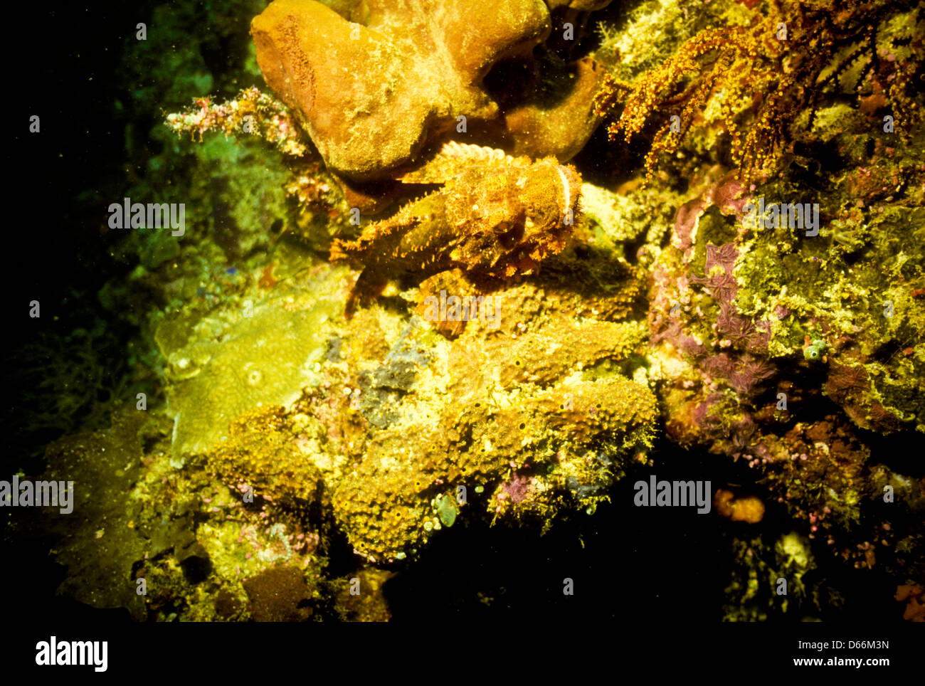 Scorpion Fish,Scorpaena oxycephala,Sipadan May1992 Underwater Slide ...