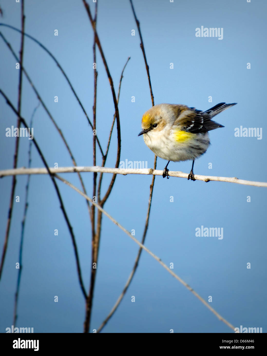 Cute warbler against a solid blue background Stock Photo - Alamy
