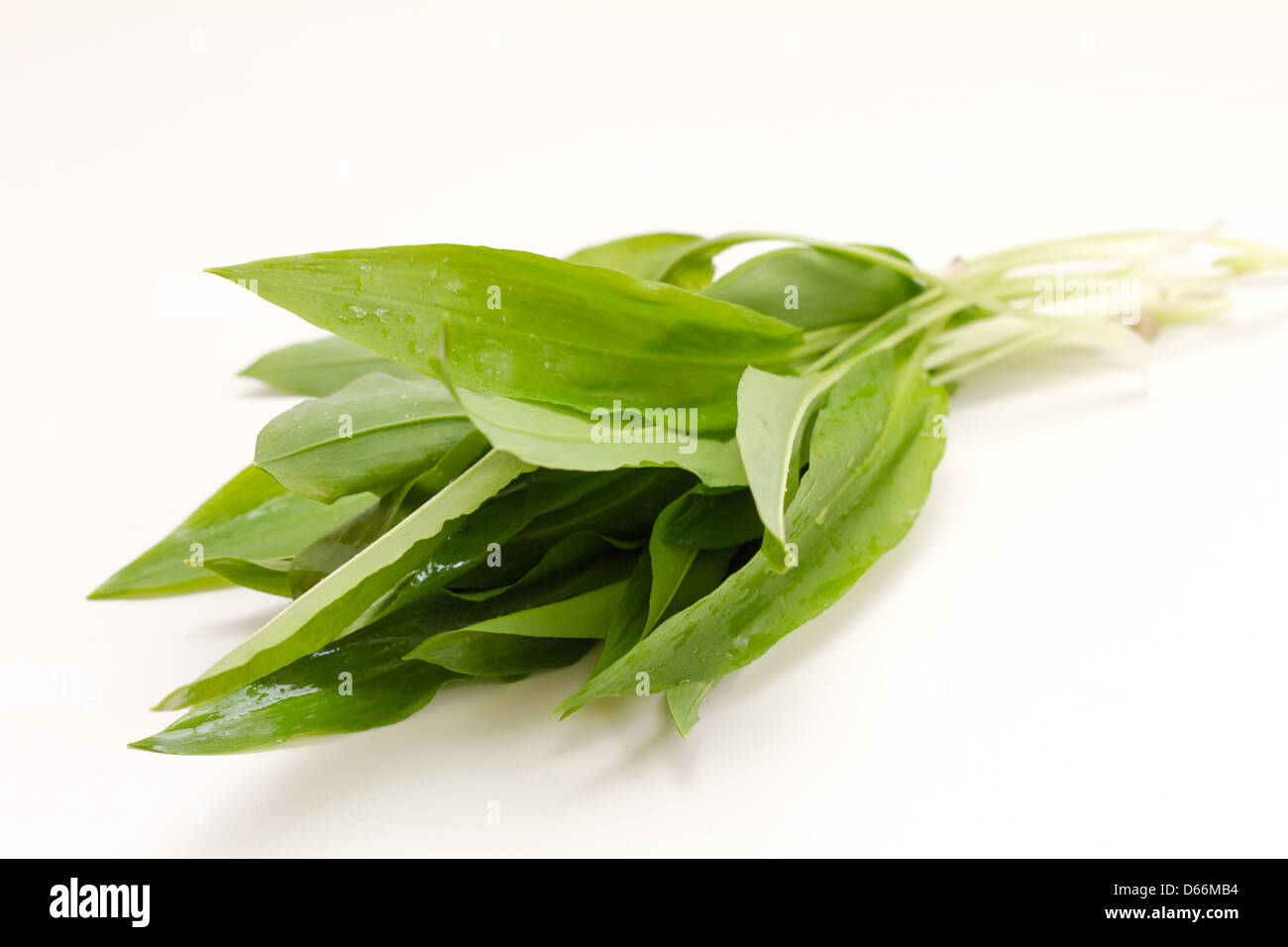 Ramson wild garlic hi-res stock photography and images - Alamy