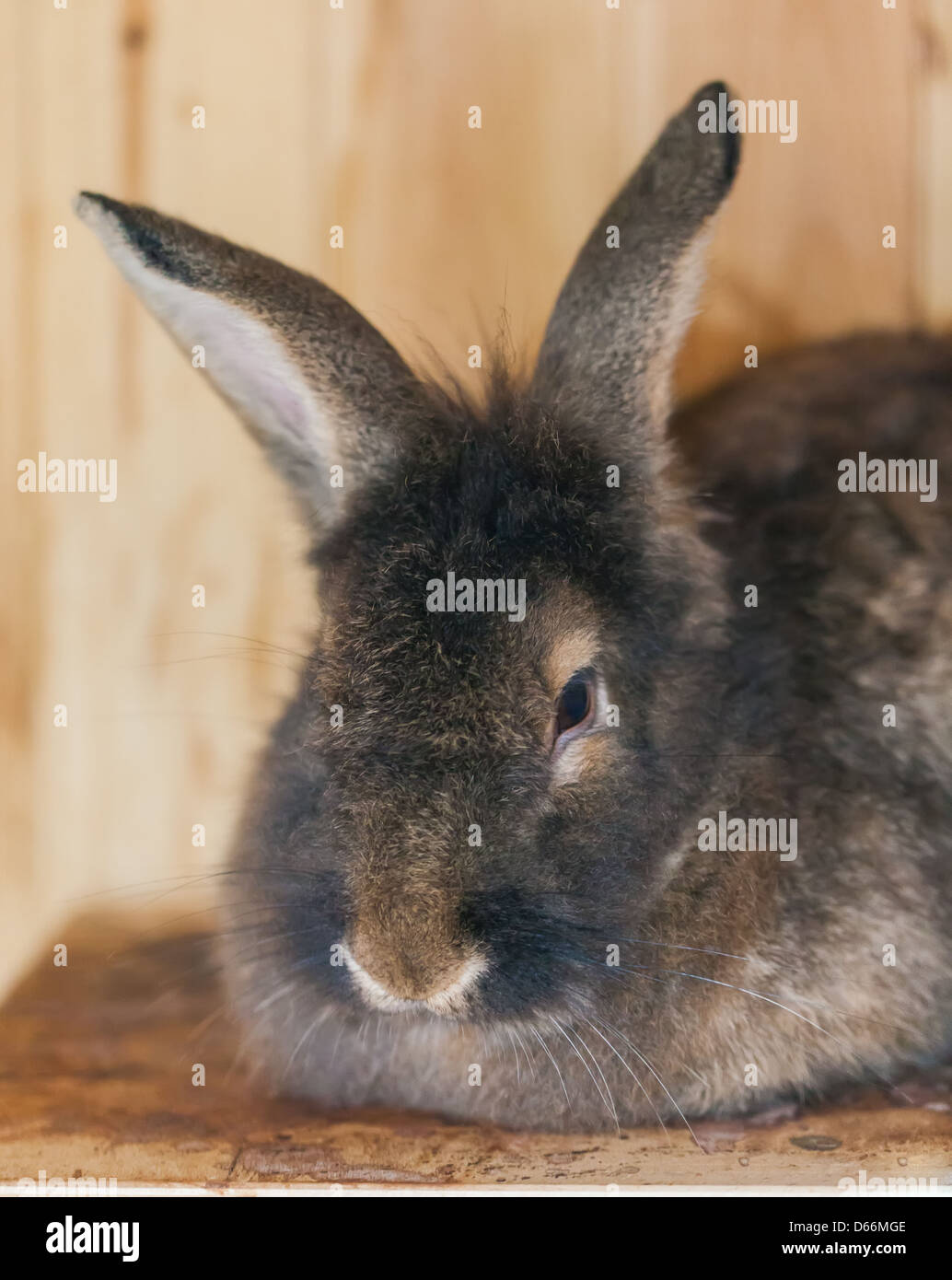 Black nose rabbit hi-res stock photography and images - Alamy