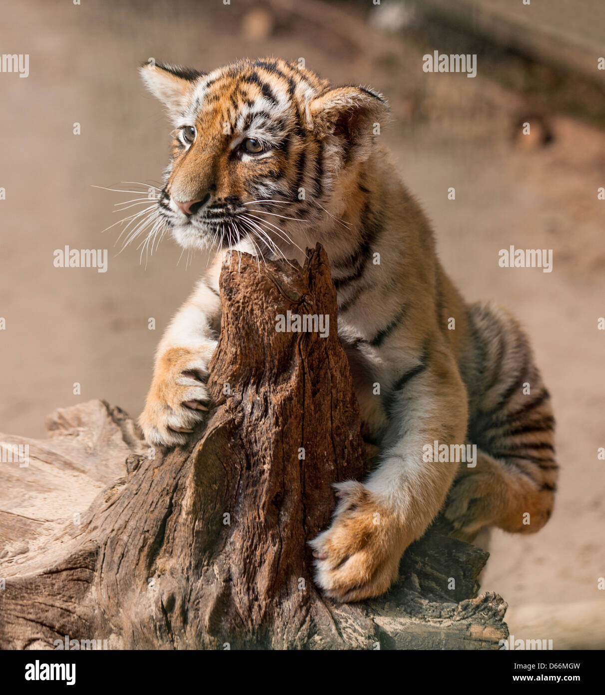 Male tiger cub hi-res stock photography and images - Alamy