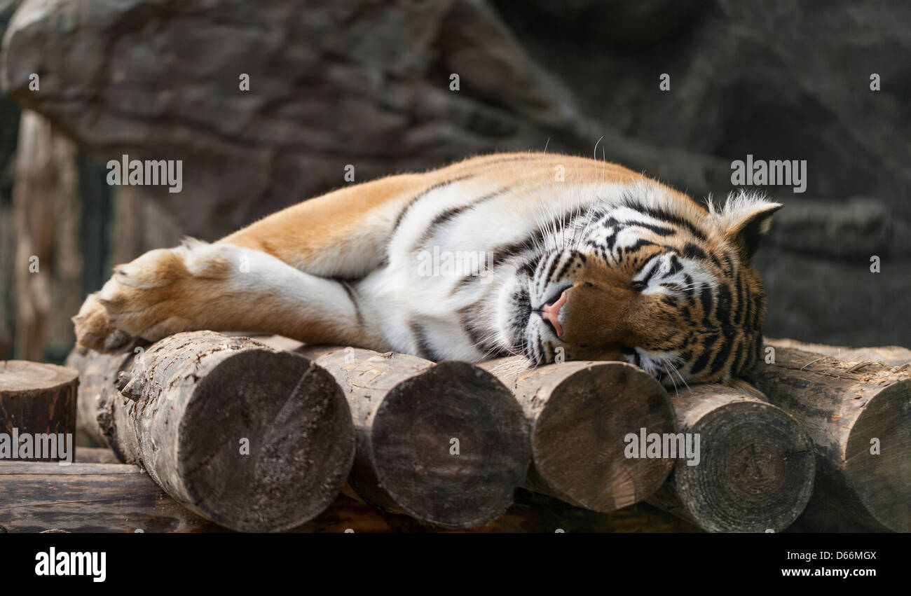 Tiger claws hi-res stock photography and images - Alamy