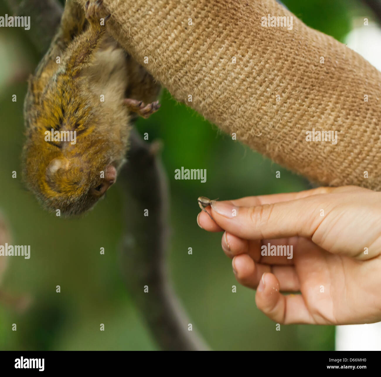 Monkey claw hi-res stock photography and images - Alamy