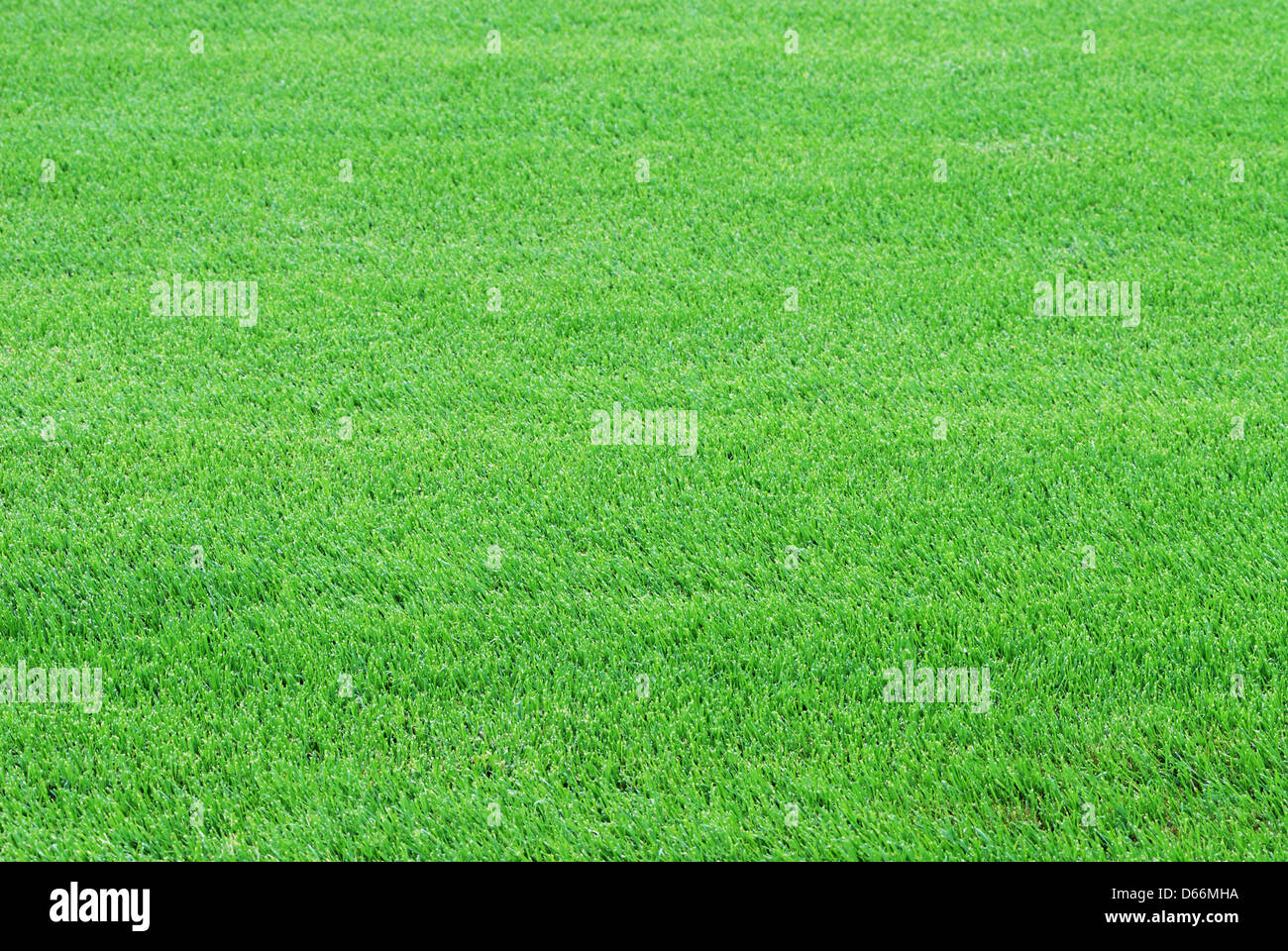 Perfect cut green grass Stock Photo - Alamy