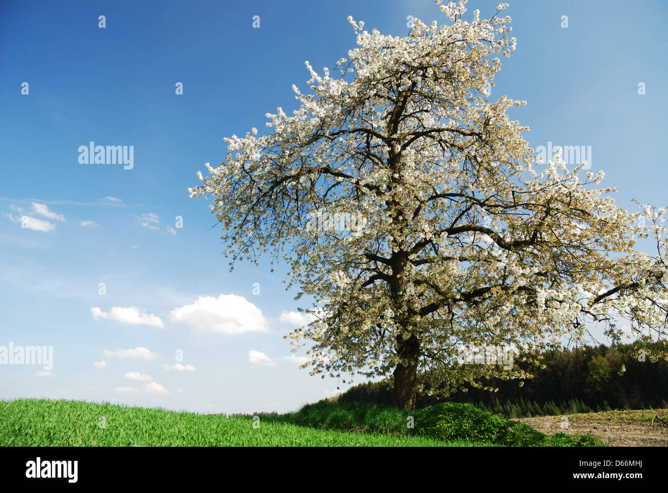 Spring scenic whith a flowering tree in Bavaria Stock Photo - Alamy