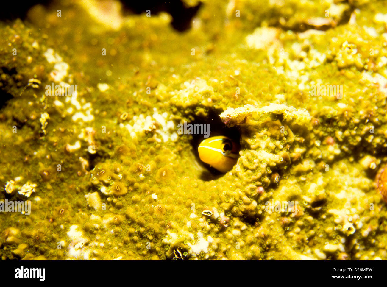 Black lined mud goby,Myersina nigrivirgta,Sipadan Nov 1990 Underwater ...