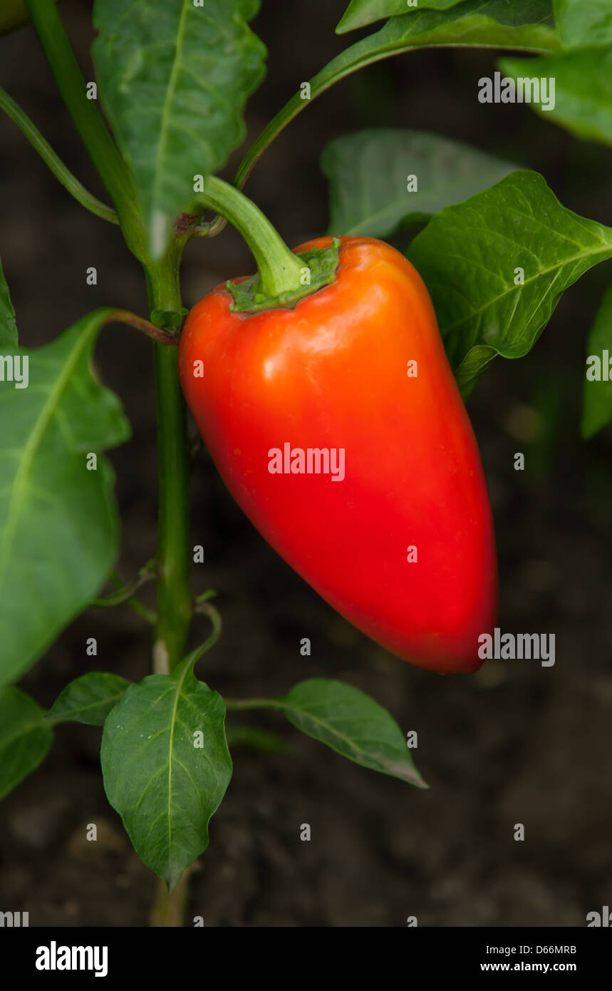 Ornamental pepper plant hi-res stock photography and images - Alamy