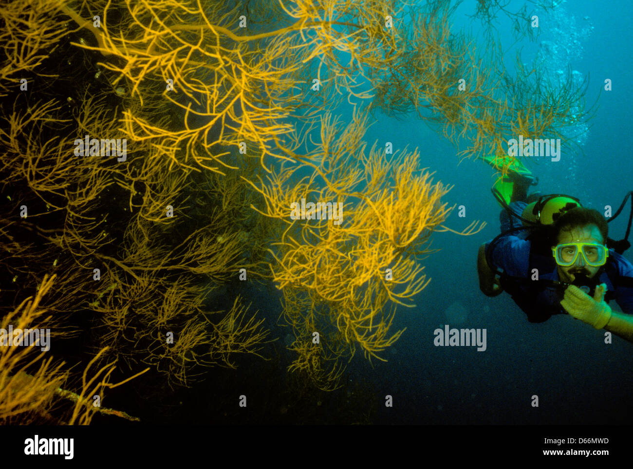 Bushes of Black coral,Antipathes,Sipadan,Nov 1990 Underwater Slide ...