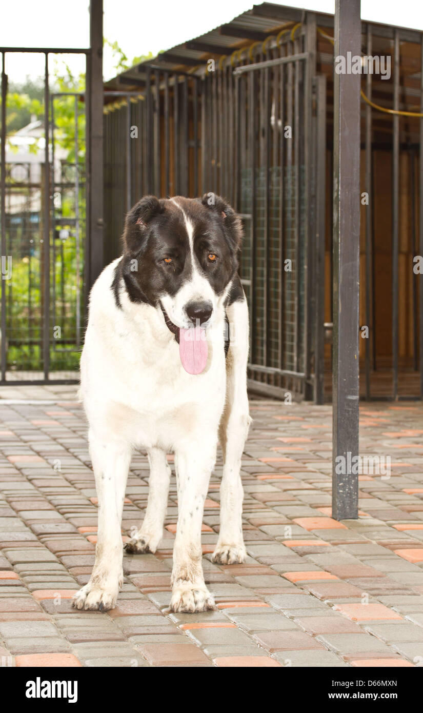 Central asian shepherd dog hi-res stock photography and images - Alamy