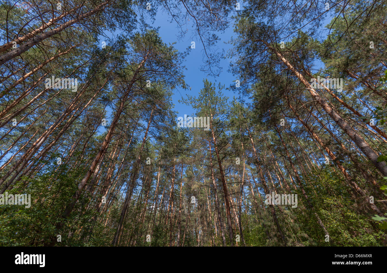 Wide angle photo trees hi-res stock photography and images - Alamy
