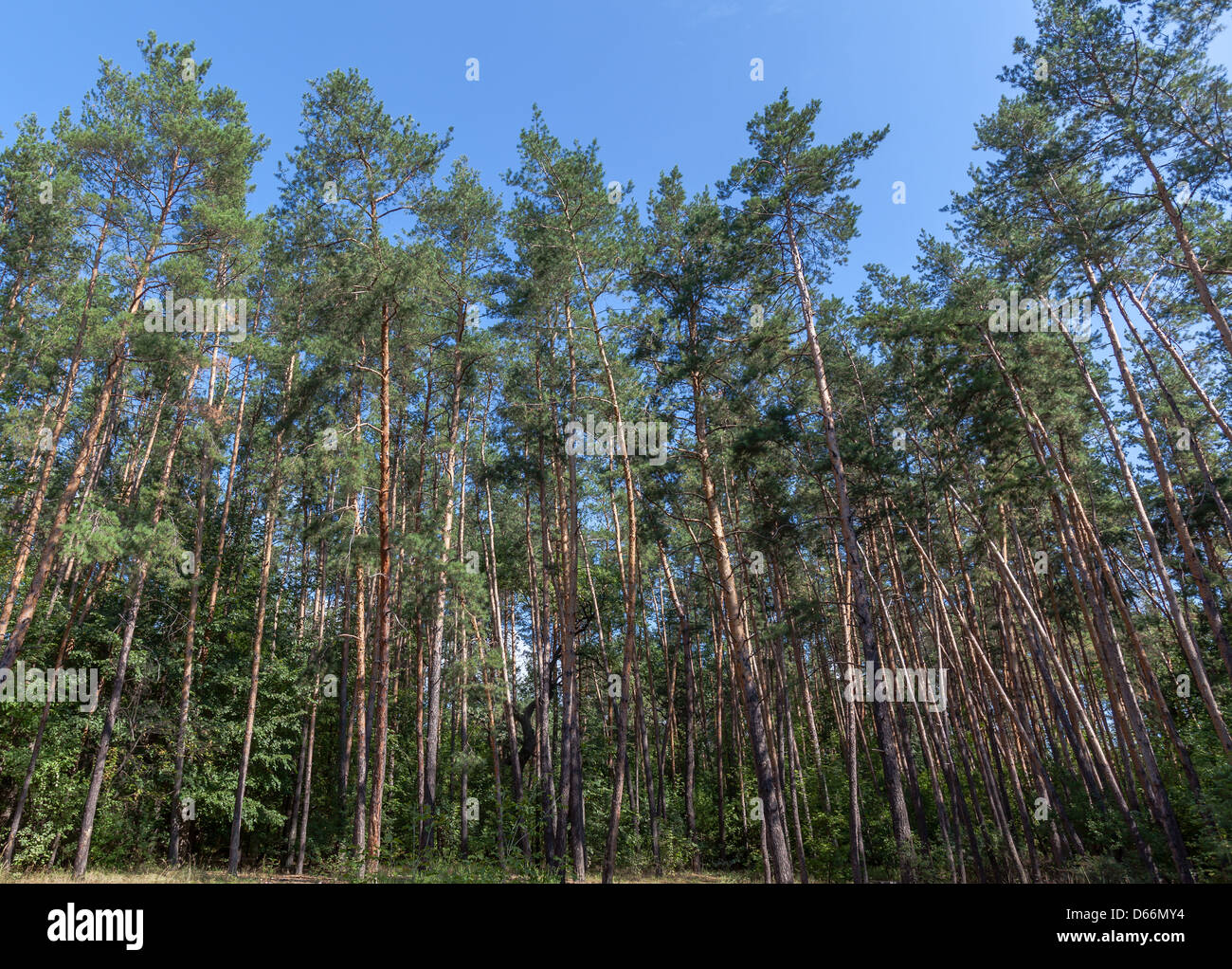 Pine forest landscape photo Stock Photo - Alamy