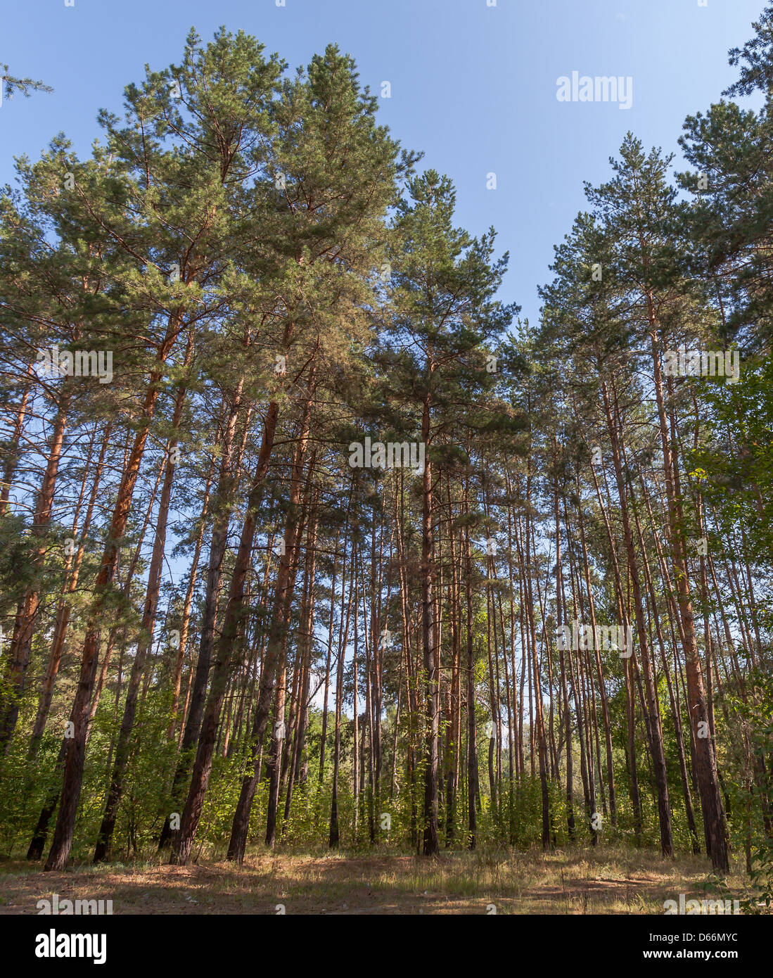 Pine forest landscape photo Stock Photo - Alamy