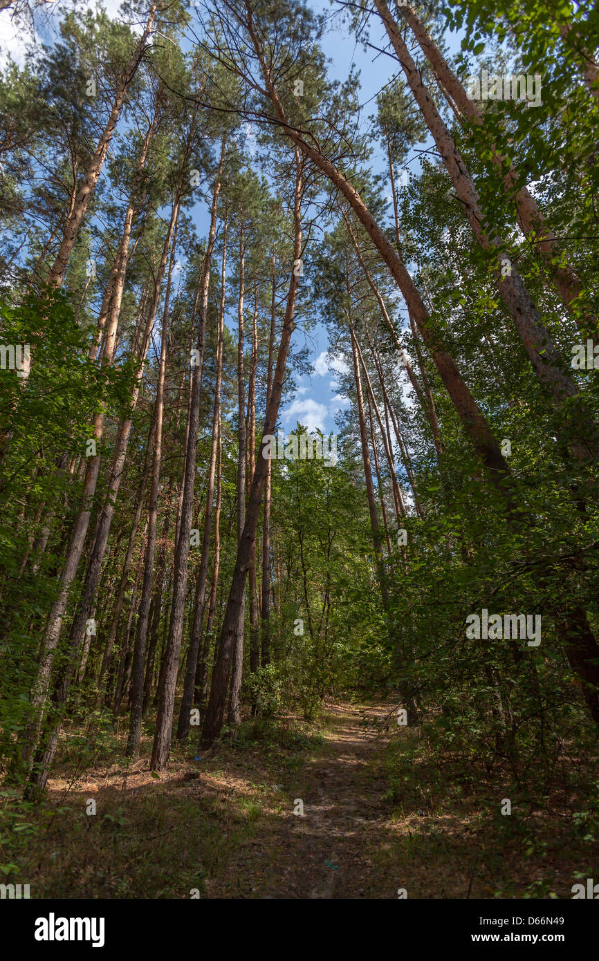 Thicket in pine forest photo Stock Photo - Alamy