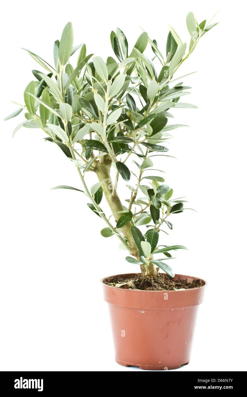 Olive tree pot hi-res stock photography and images - Alamy