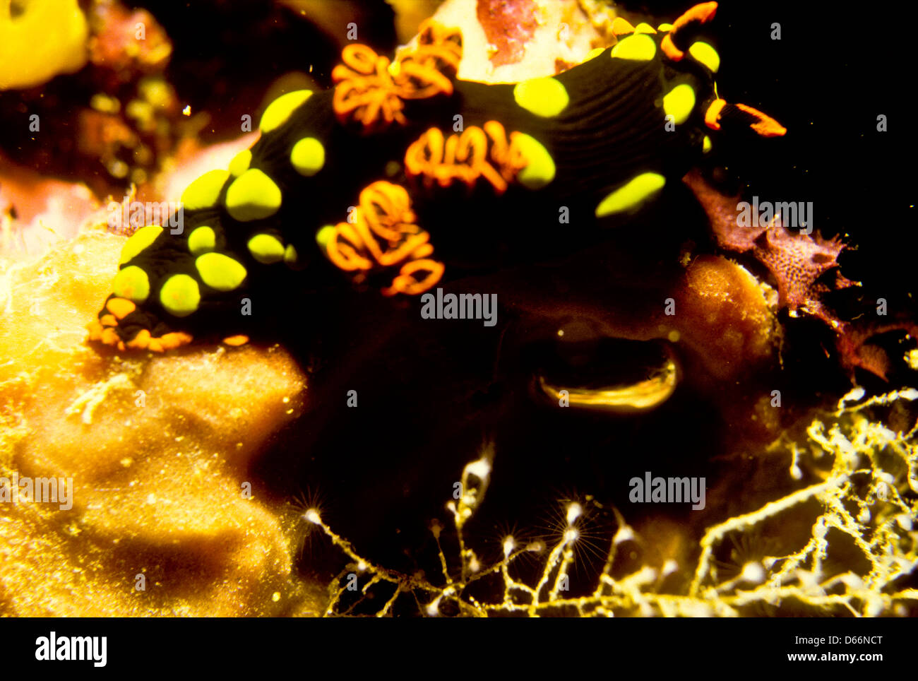 Nudibranch,Nembrotha cristata,Sipadan Nov 1990 Underwater Slide ...