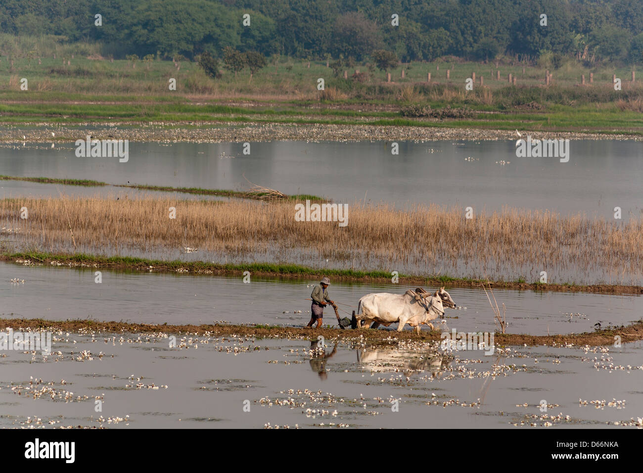 Farmer and oxen ploughing paddy fields, near Mandalay, Myanmar, (Burma ...