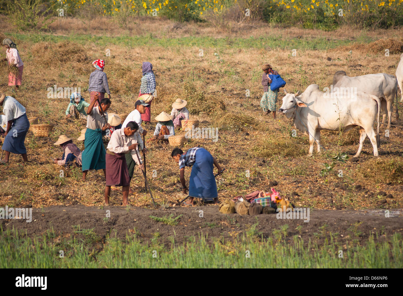 Farm labourers collecting crops in a field, near Mandalay, Myanmar ...