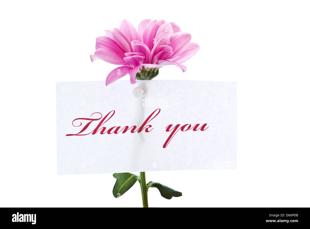 Flowers to say thank you hi-res stock photography and images - Alamy