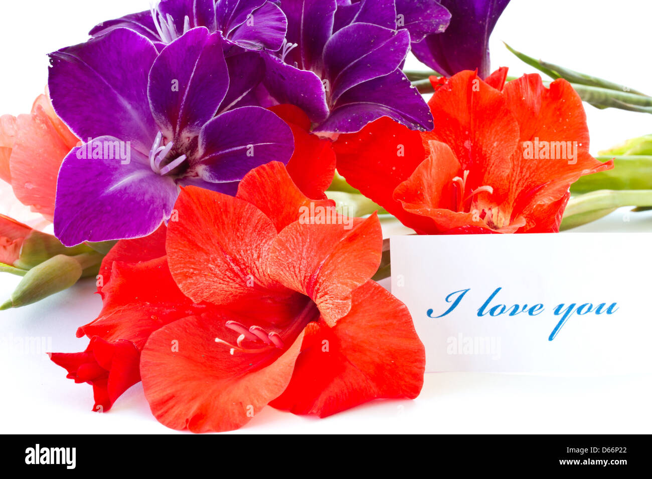 bright beautiful Gladiolus isolated on a white background Stock Photo ...